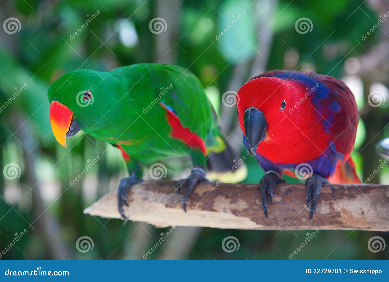 Pair of lori parrots stock image. Image of head, lorikeet - 22729781