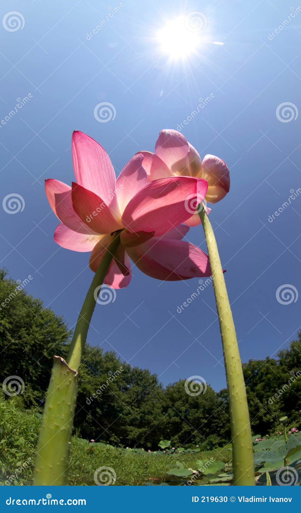 Pair of lotus stock photo. Image of nature, environment - 219630