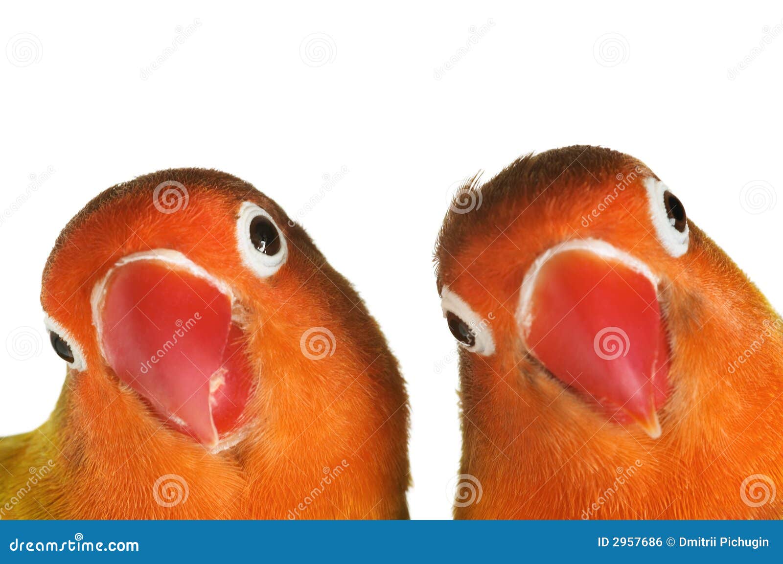 Pair of lovebirds stock photo. Image of colourful, inseparable - 2957686
