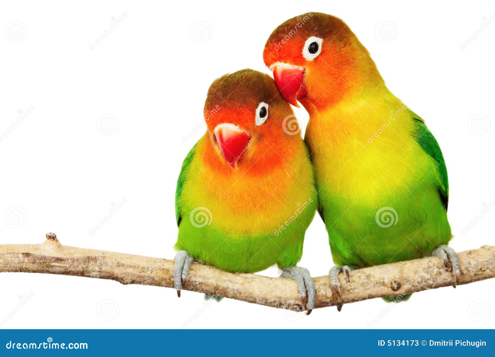 Pair of lovebirds stock image. Image of inseparable, couple - 5134173