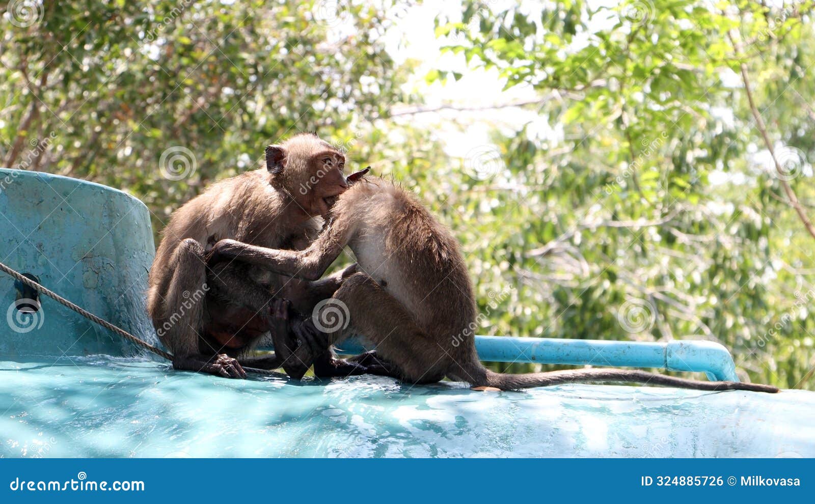 A Pair of Macaque Monkeys Playing on an Outdoor Tanker Stock Photo ...