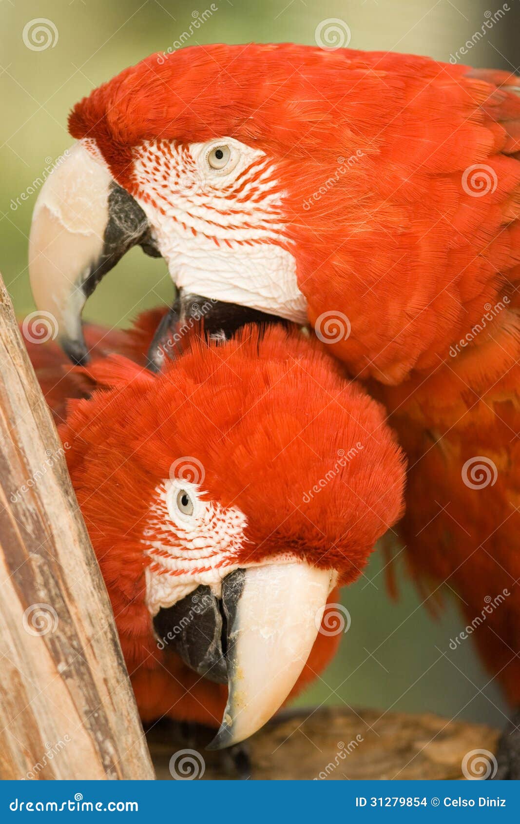 Pair of macaws stock photo. Image of miami, north, exotic - 31279854