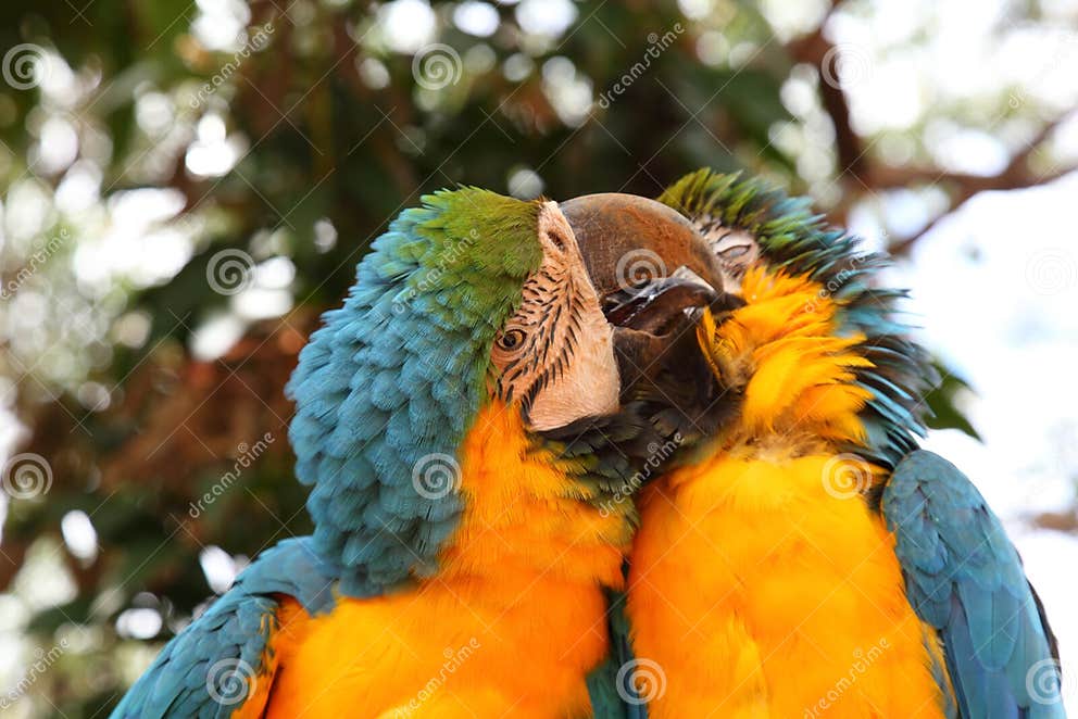 Pair of preening Macaws stock image. Image of looking - 30207377