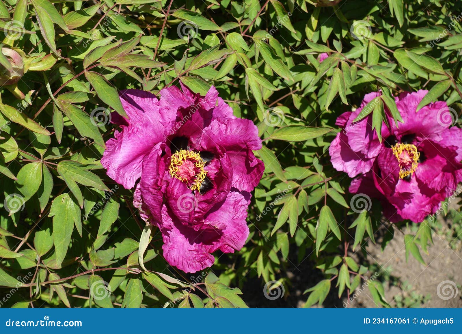 Pair of Magenta-colored Flowers of Tree Peony in April Stock Image ...