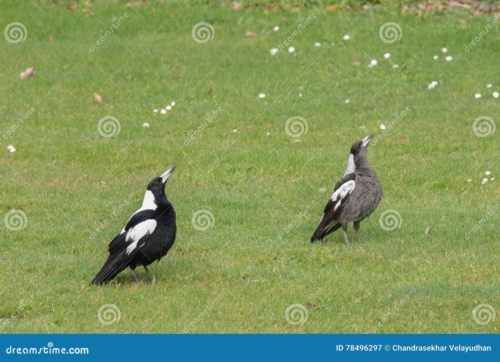 A Pair of Magpies on the Grass Looking Up Stock Image - Image of ...