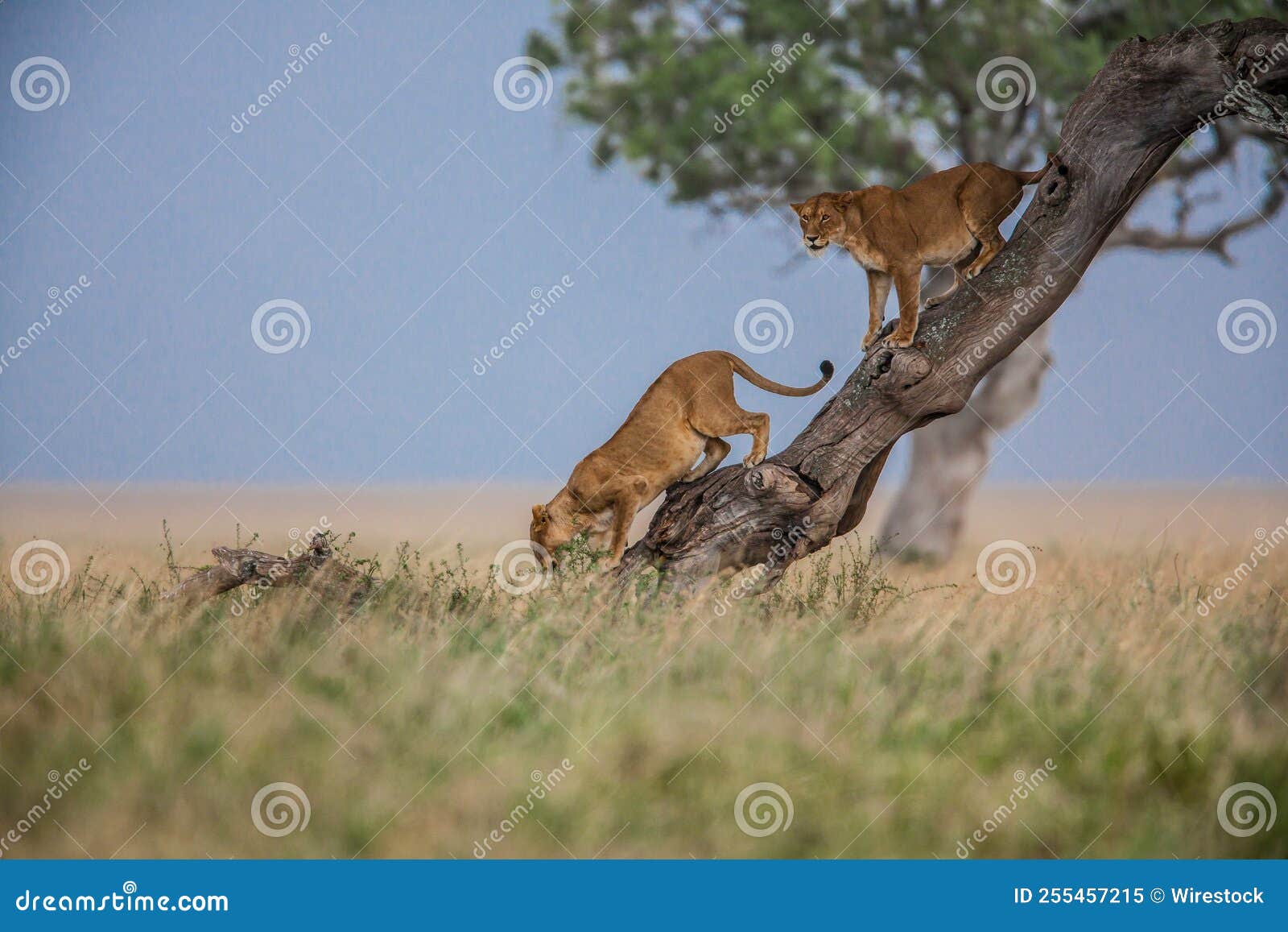Pair of Majestic Lions Crawling Down a Tree in the African Savannah ...