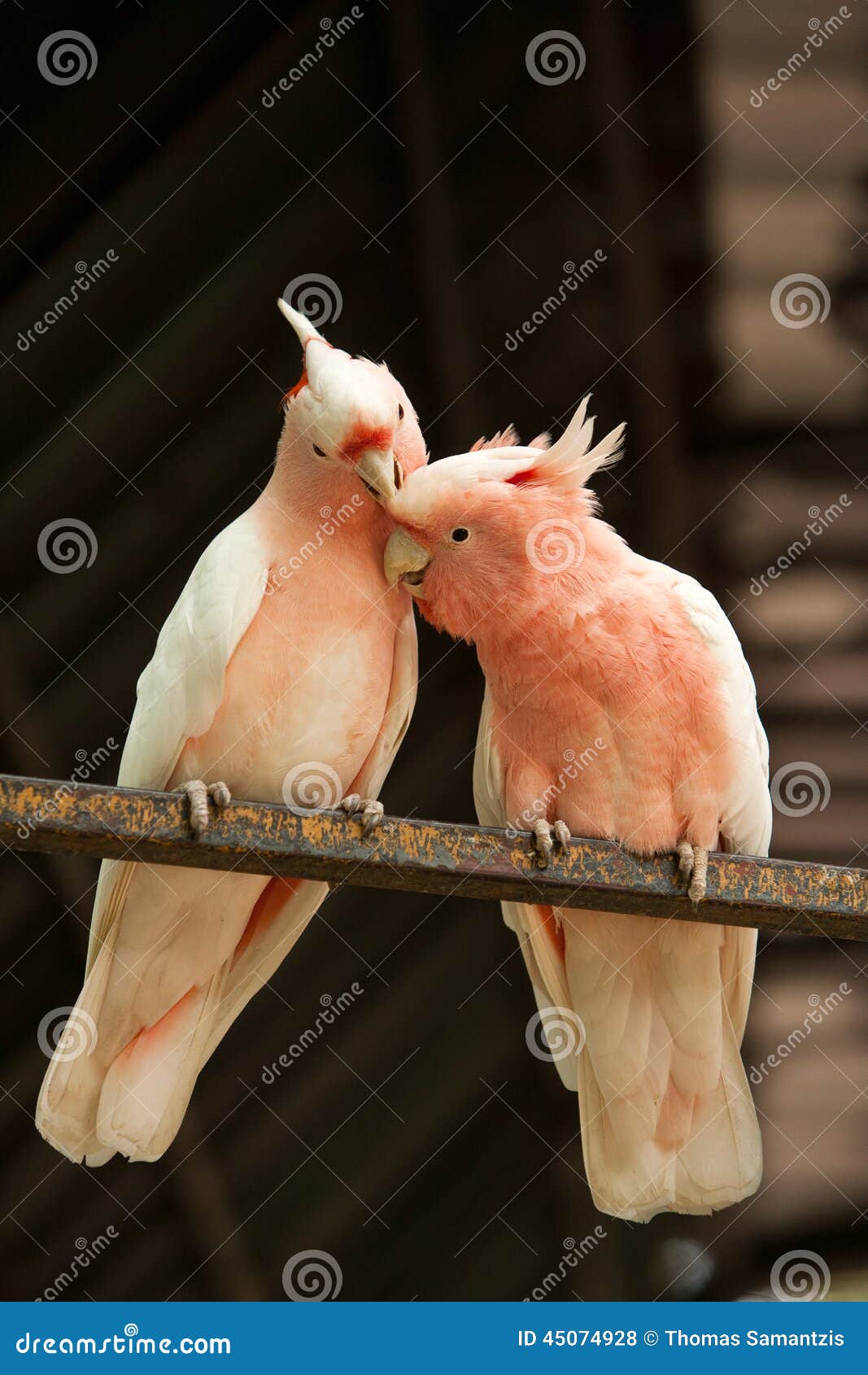 Pair of Major Mitchell Parrots Stock Photo - Image of avian, preening ...
