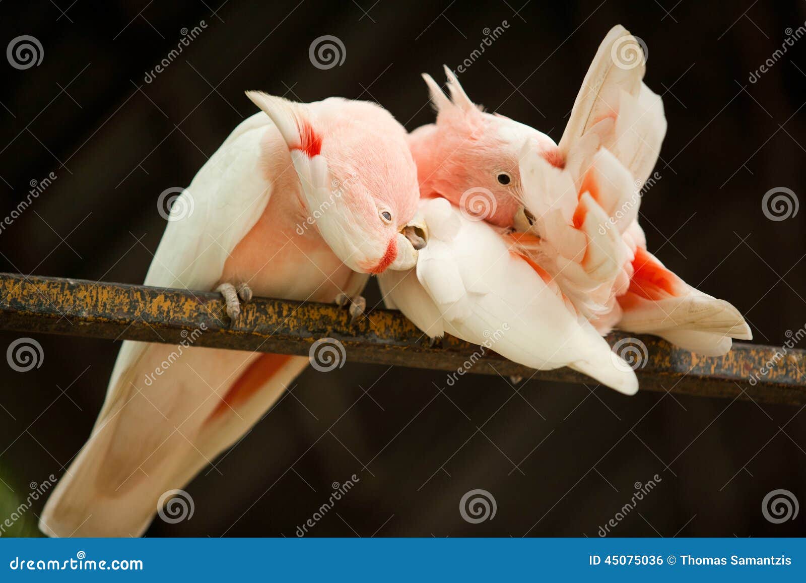 Pair of Major Mitchell Parrots Stock Photo - Image of major, plumage ...