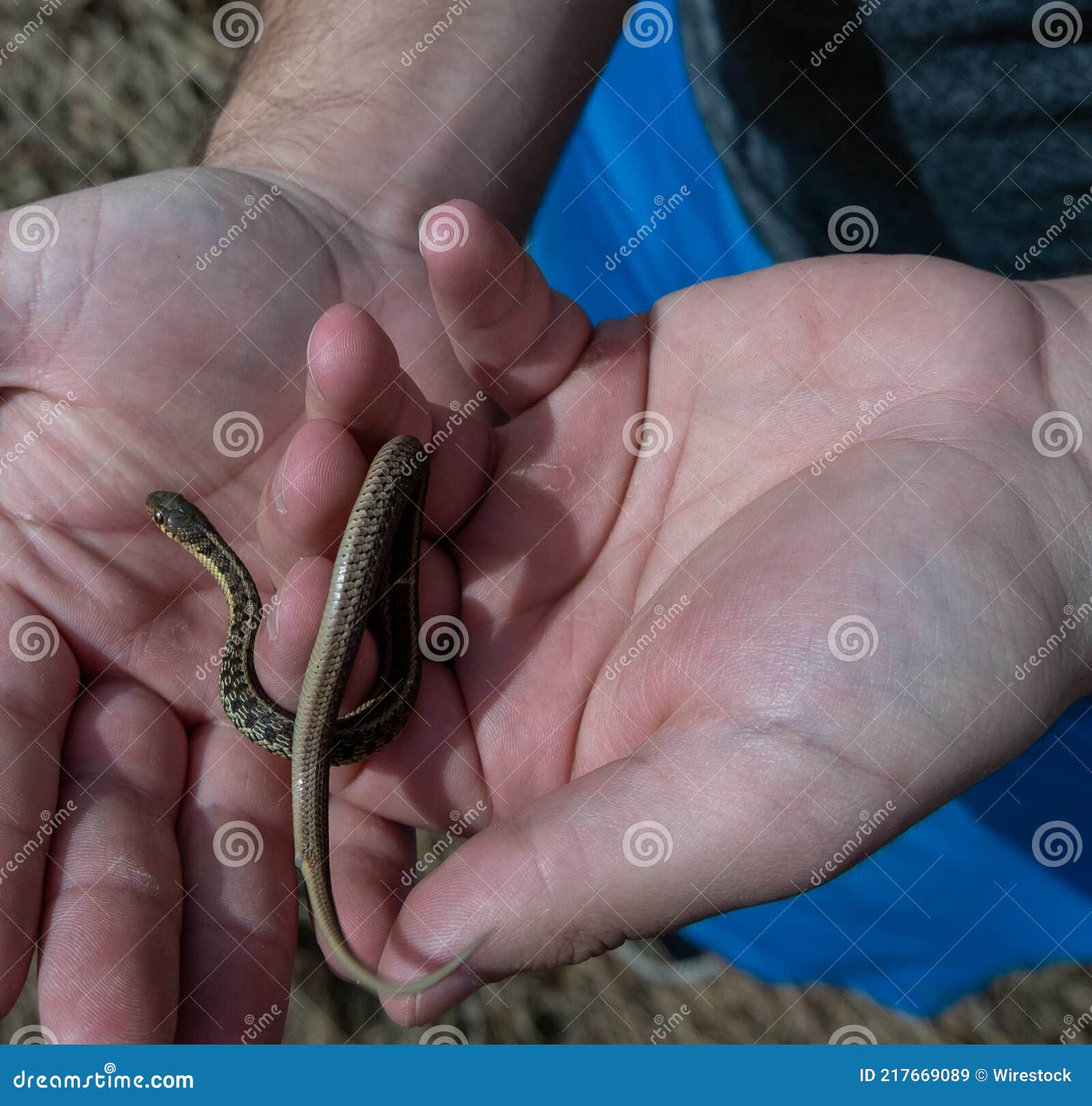 Pair of Male Hands Holding a Cute Small Snake Stock Image - Image of ...