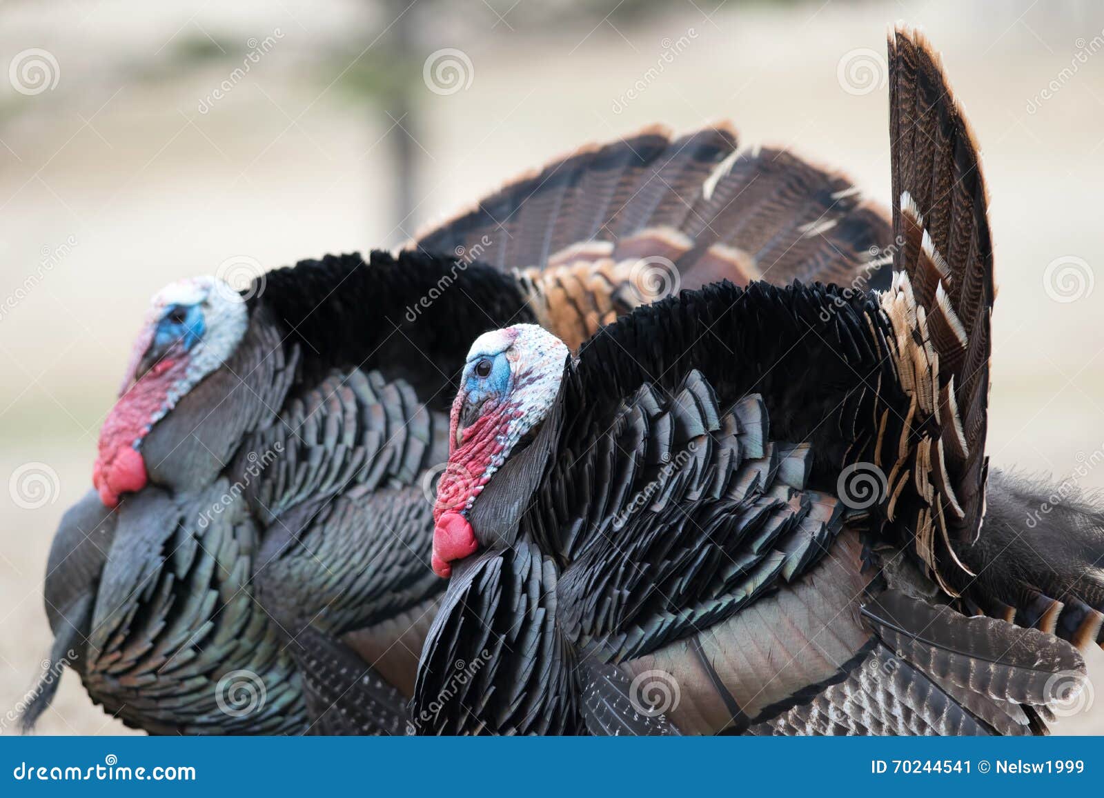 Pair of male Turkeys. stock image. Image of feathers - 70244541