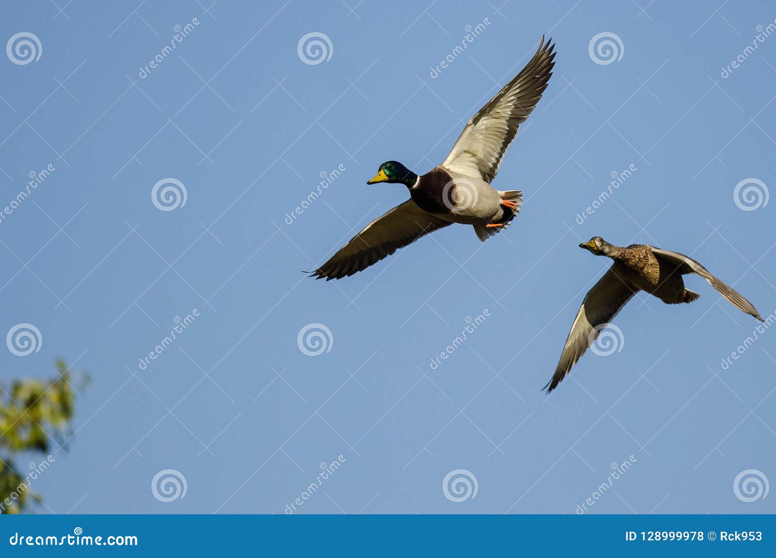 Pair of Mallard Ducks Flying Over the Autumn Trees Stock Photo - Image ...
