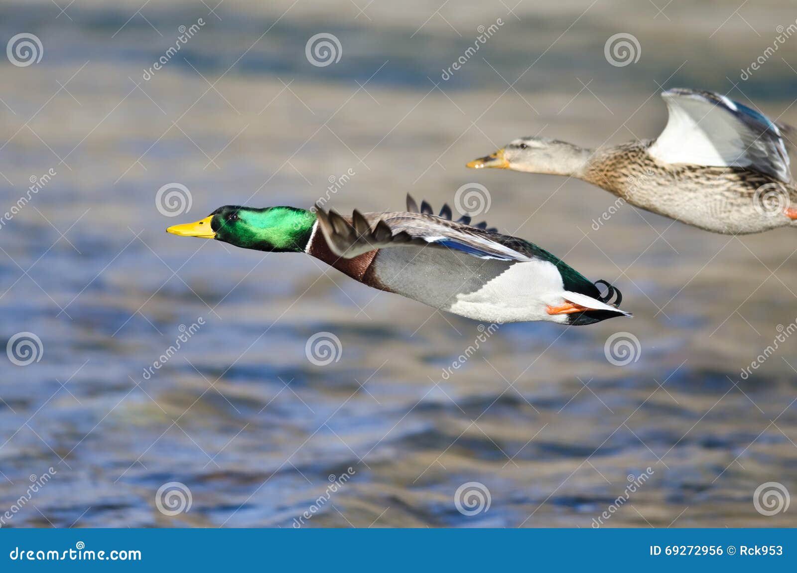 Pair of Mallard Ducks Flying Low Over the River Stock Photo - Image of ...