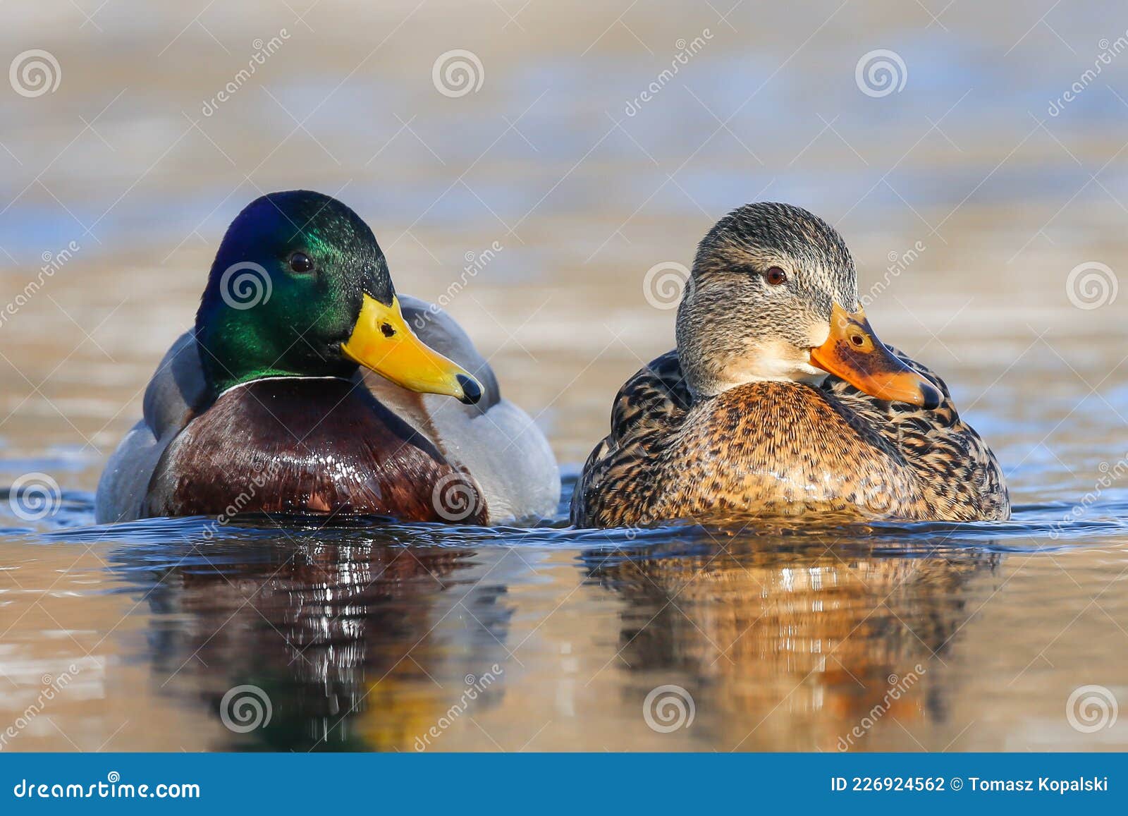 A pair of mallard ducks stock photo. Image of anas, male - 226924562