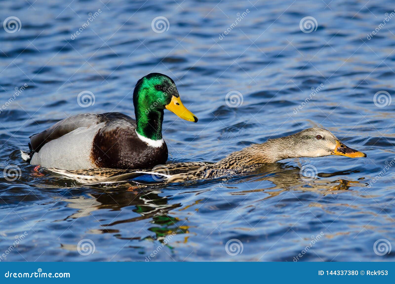 Pair of Mallard Ducks Mating on the Water Stock Photo - Image of pond ...
