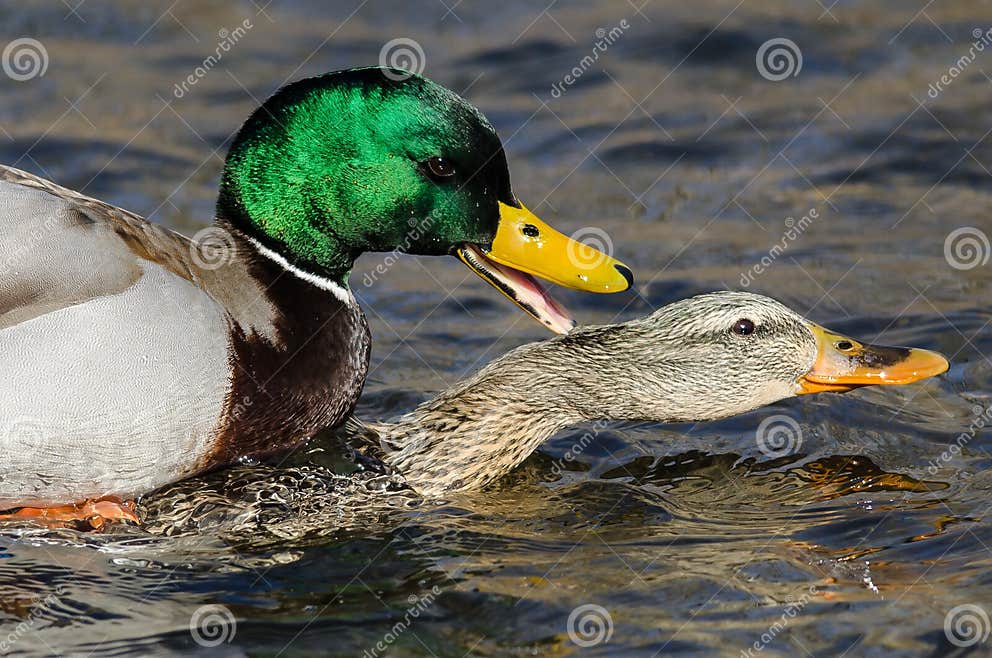 Pair of Mallard Ducks Mating on the Water Stock Image - Image of nature ...