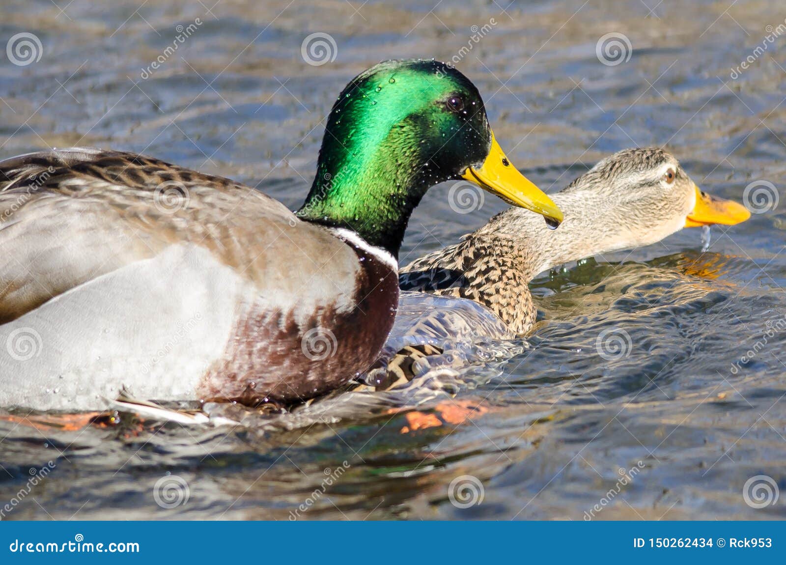 Pair of Mallard Ducks Mating on the Water Stock Photo - Image of pond ...