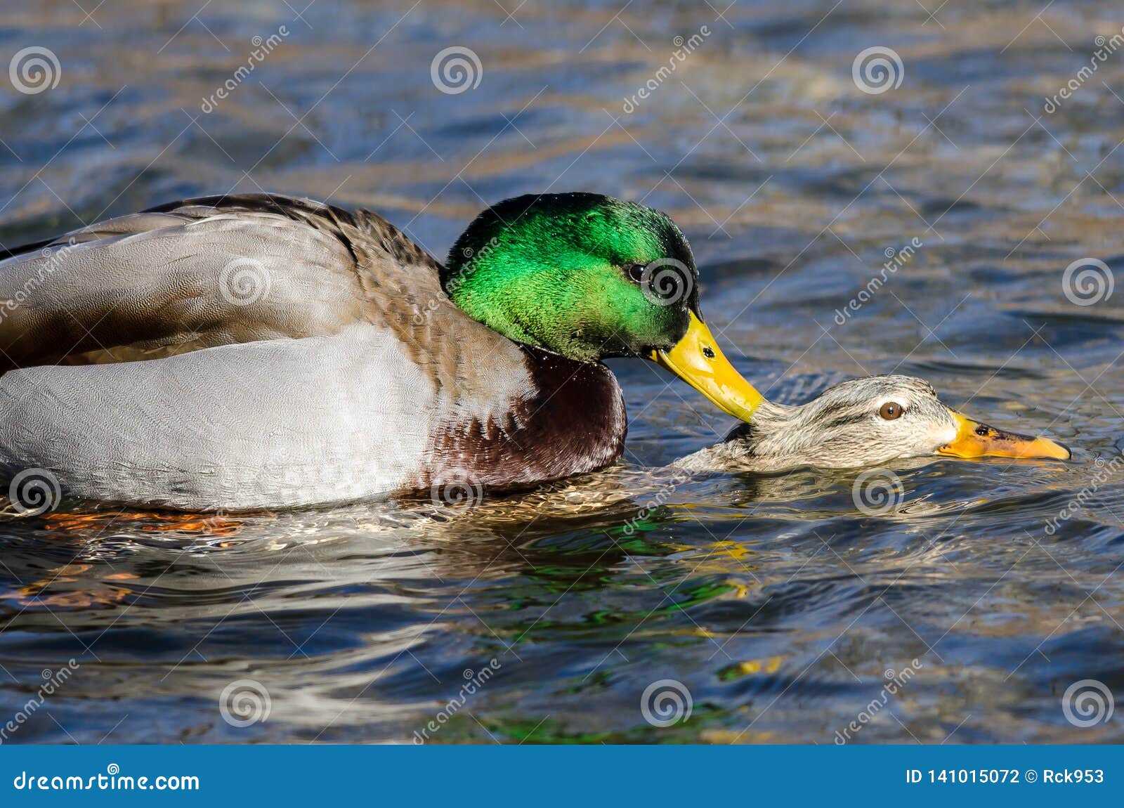 Pair of Mallard Ducks Mating on the Water Stock Photo - Image of head ...