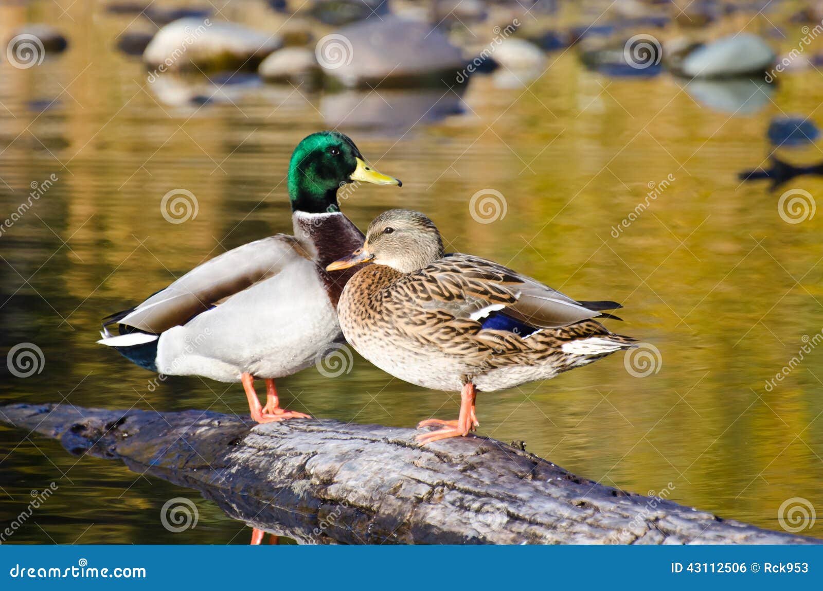 Pair of Mallard Ducks Resting in an Autumn Pond Stock Photo - Image of ...