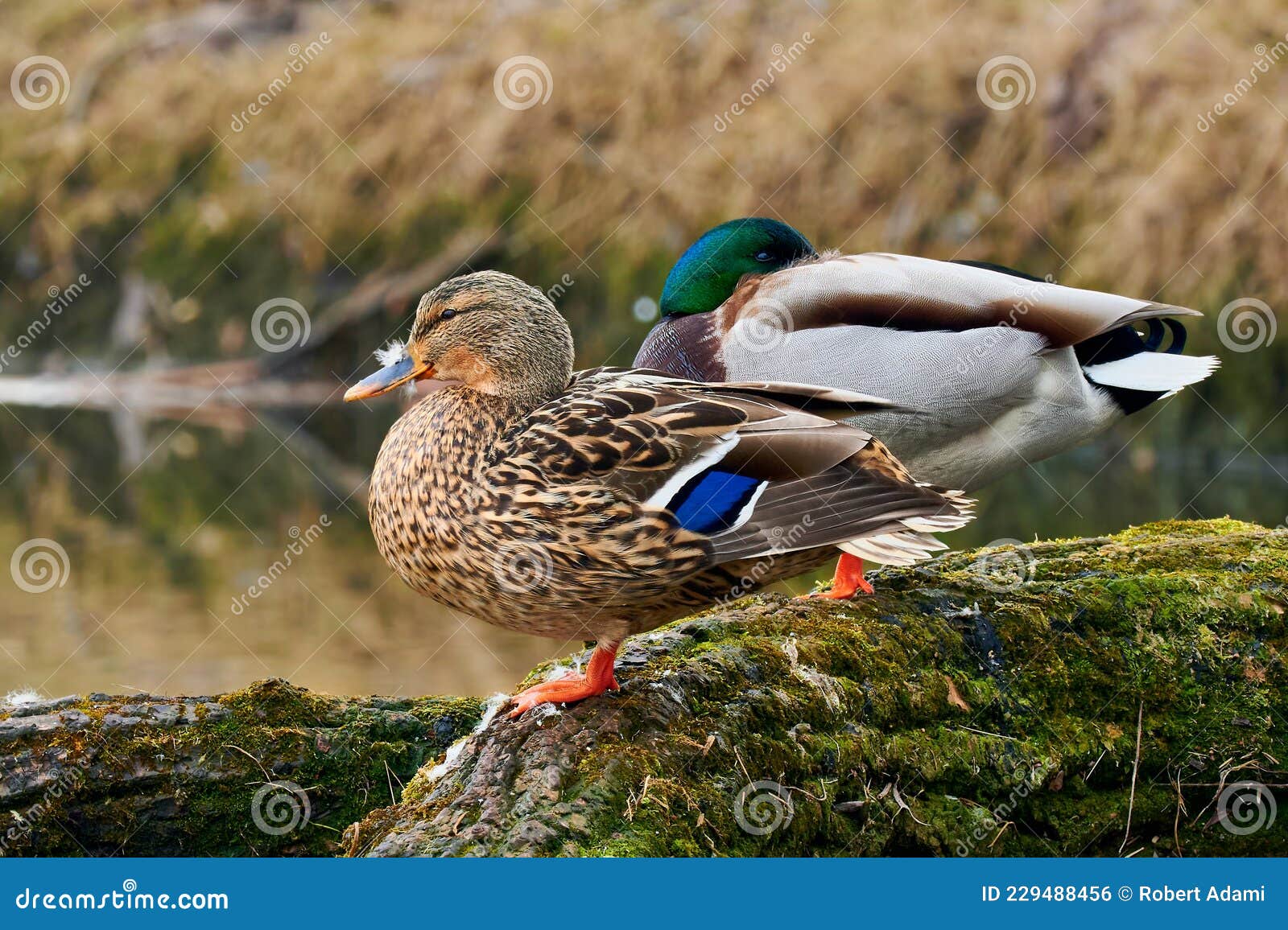 A Pair of Mallard Ducks Resting Motionless on a Tree Trunk. Stock Photo ...