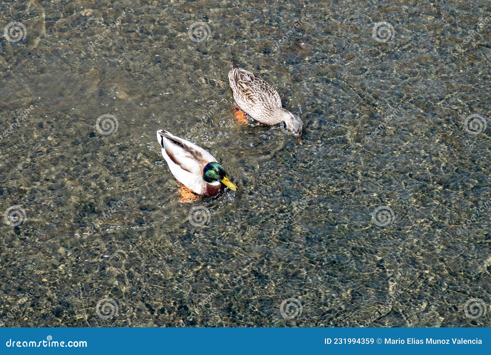 A Pair of Mallard Ducks Resting Motionless on a Tree Trunk. Sitting in ...