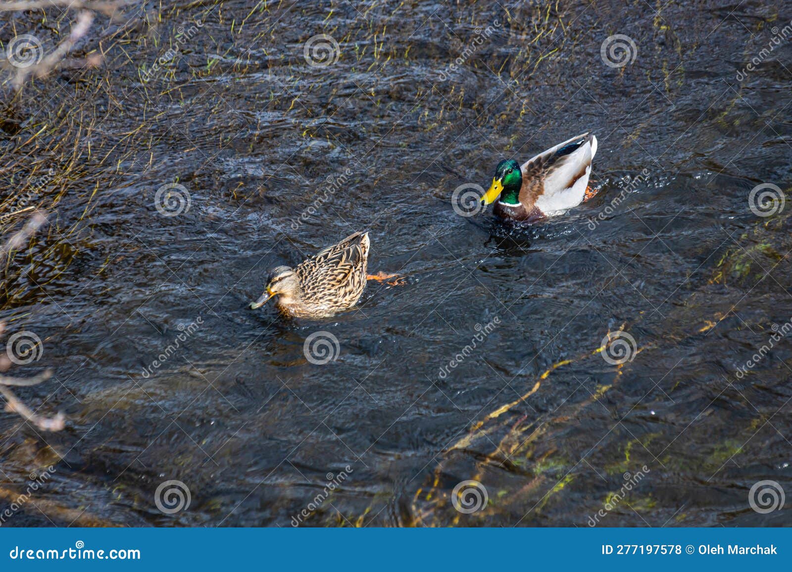 A Pair of Mallard Ducks Resting Motionless on a Tree Trunk. Sitting in ...