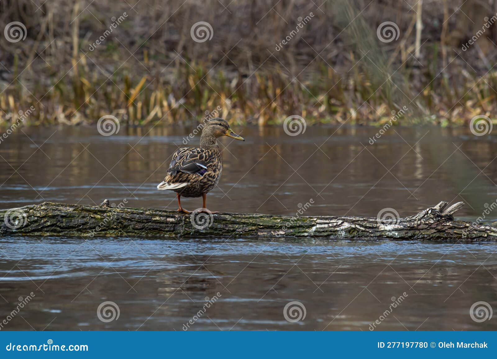 A Pair of Mallard Ducks Resting Motionless on a Tree Trunk. Sitting in ...