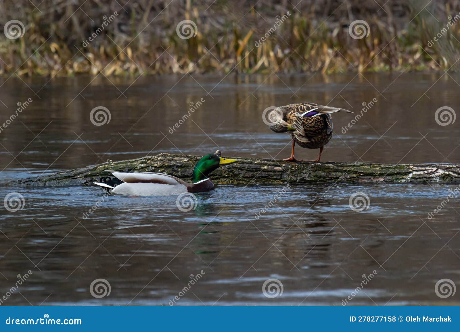 A Pair of Mallard Ducks Resting Motionless on a Tree Trunk. Sitting in ...