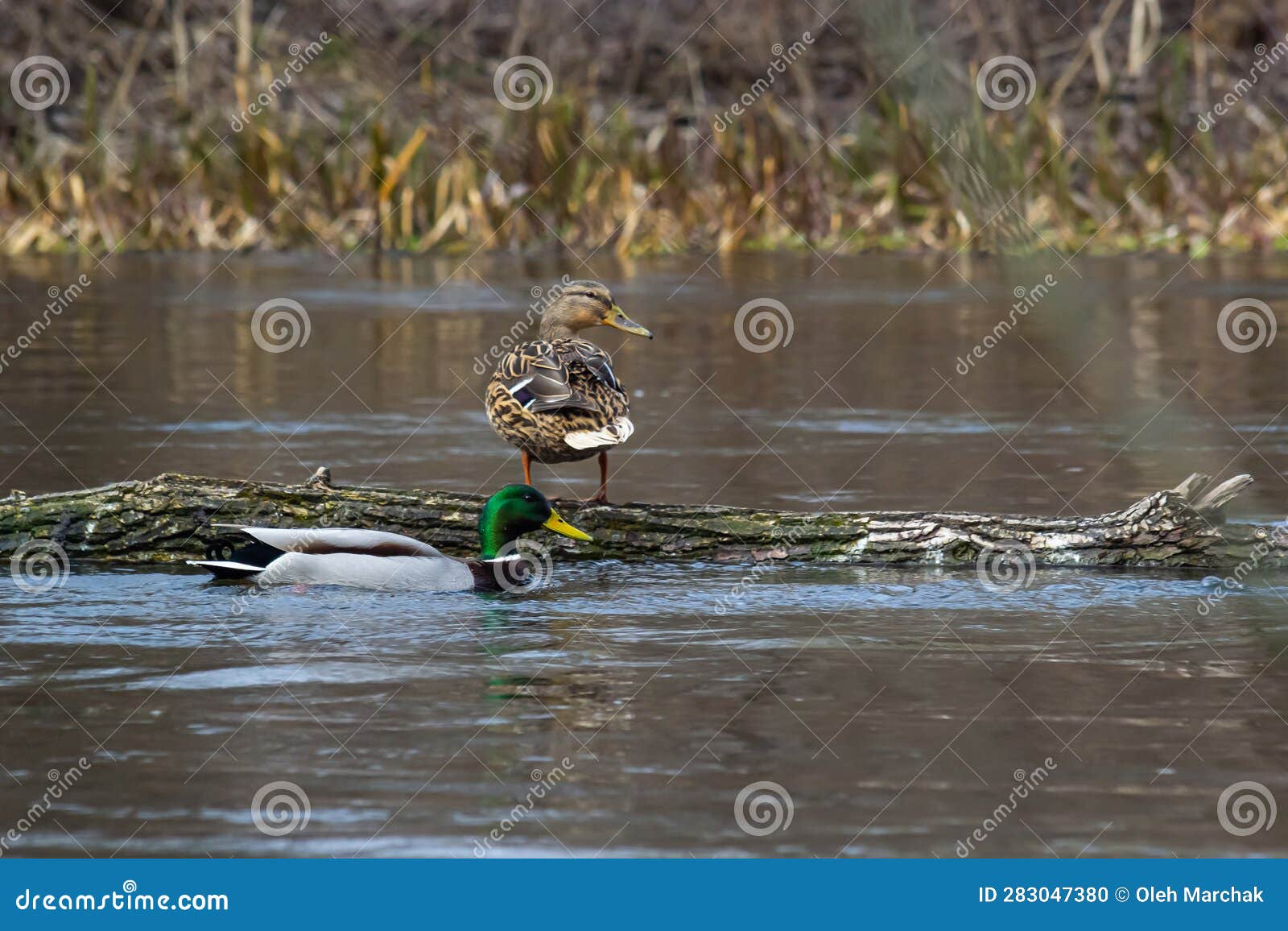 A Pair of Mallard Ducks Resting Motionless on a Tree Trunk. Sitting in ...