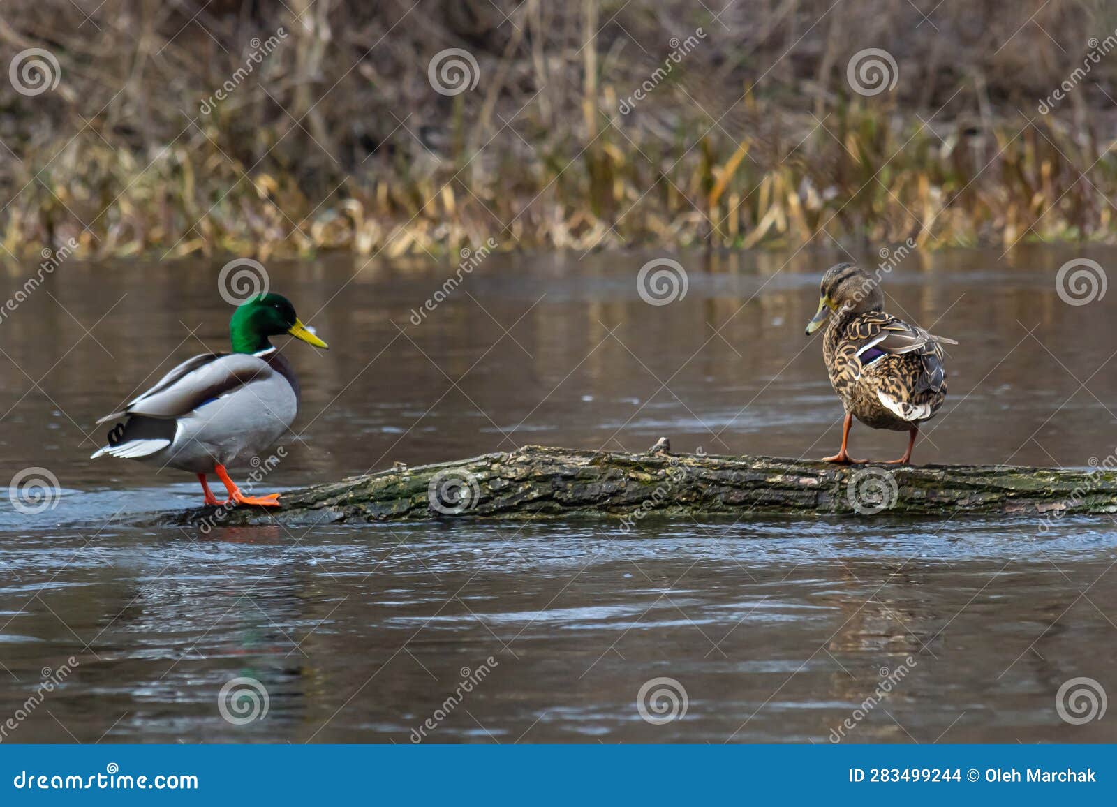 A Pair of Mallard Ducks Resting Motionless on a Tree Trunk. Sitting in ...