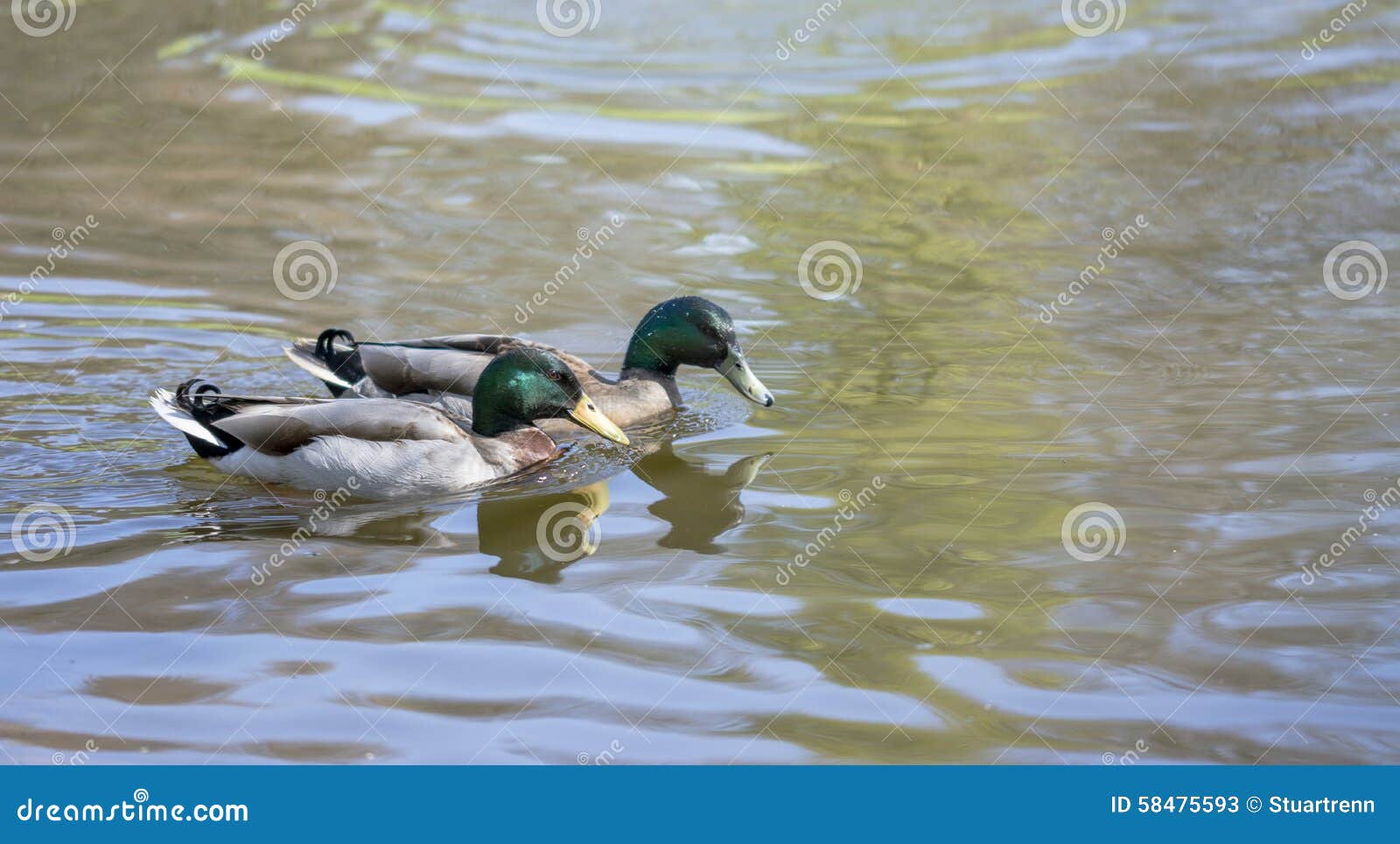 Pair of Mallard Ducks Swimming on Lake Stock Image - Image of ...