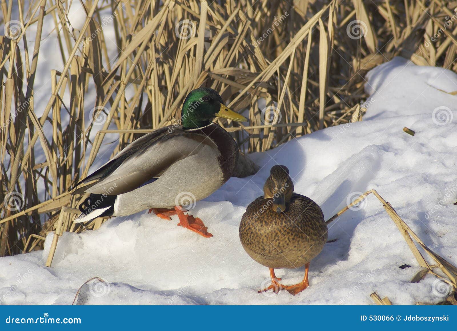 Pair of Mallards stock photo. Image of birds, anas, mallard - 530066
