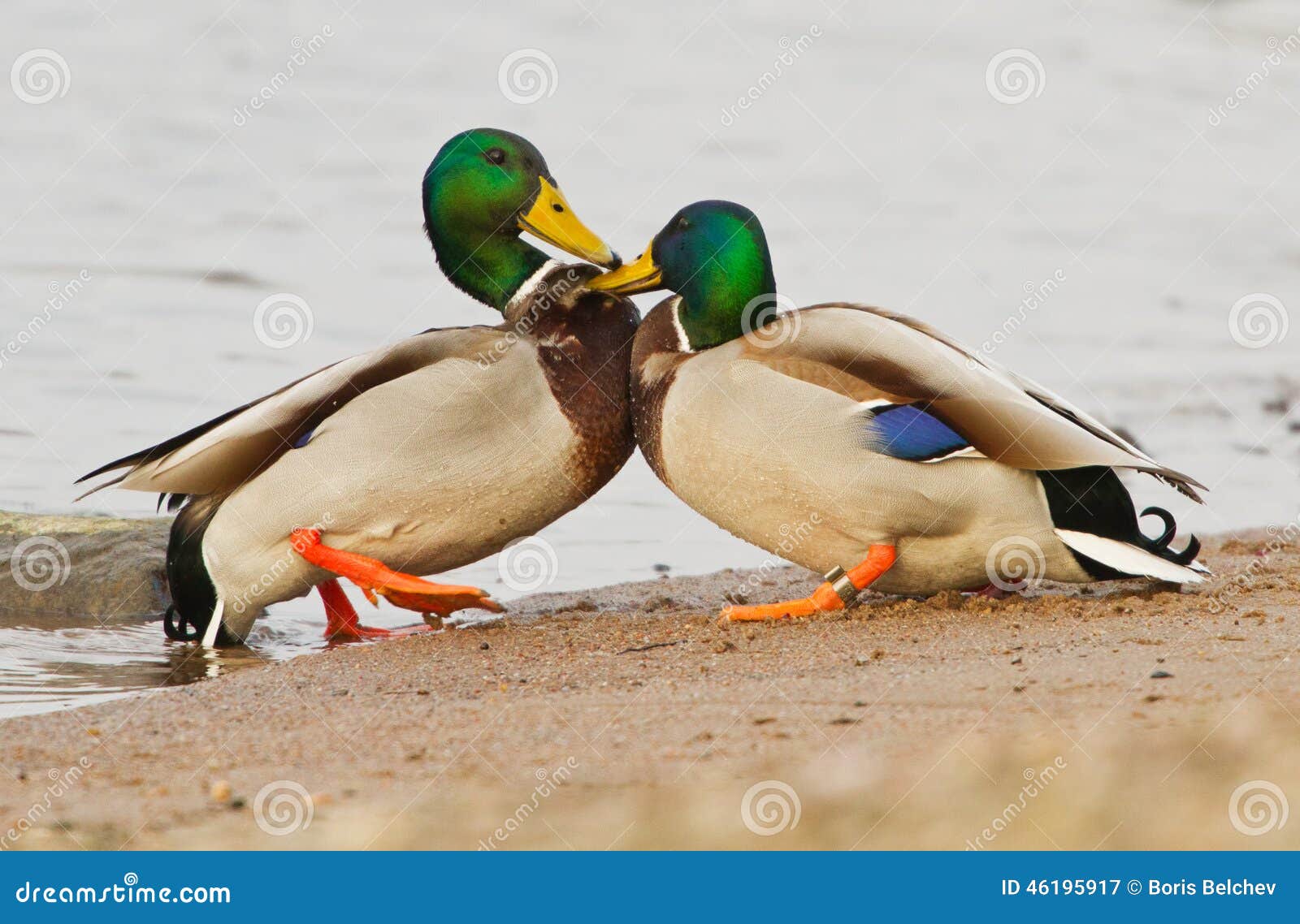 A Pair Mallards Fighting on Icy River Stock Image - Image of ducklings ...