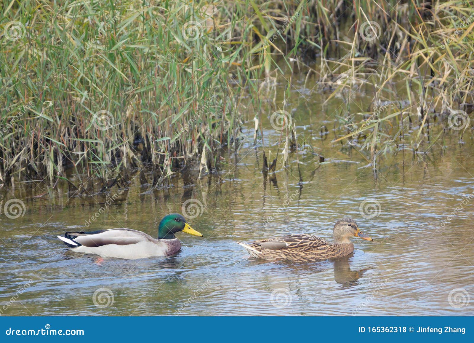 A pair of mallards stock photo. Image of bird, animal - 165362318