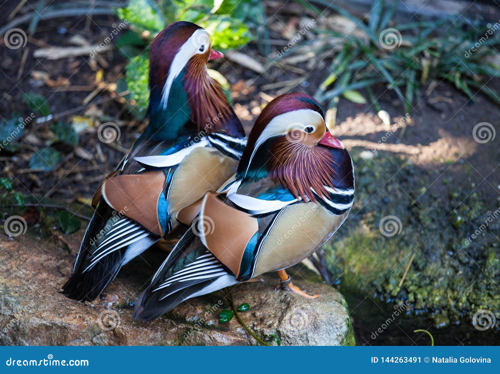 Pair of Mandarin Duck in the Adelaide Zoo. Aix Galericulata. Stock ...