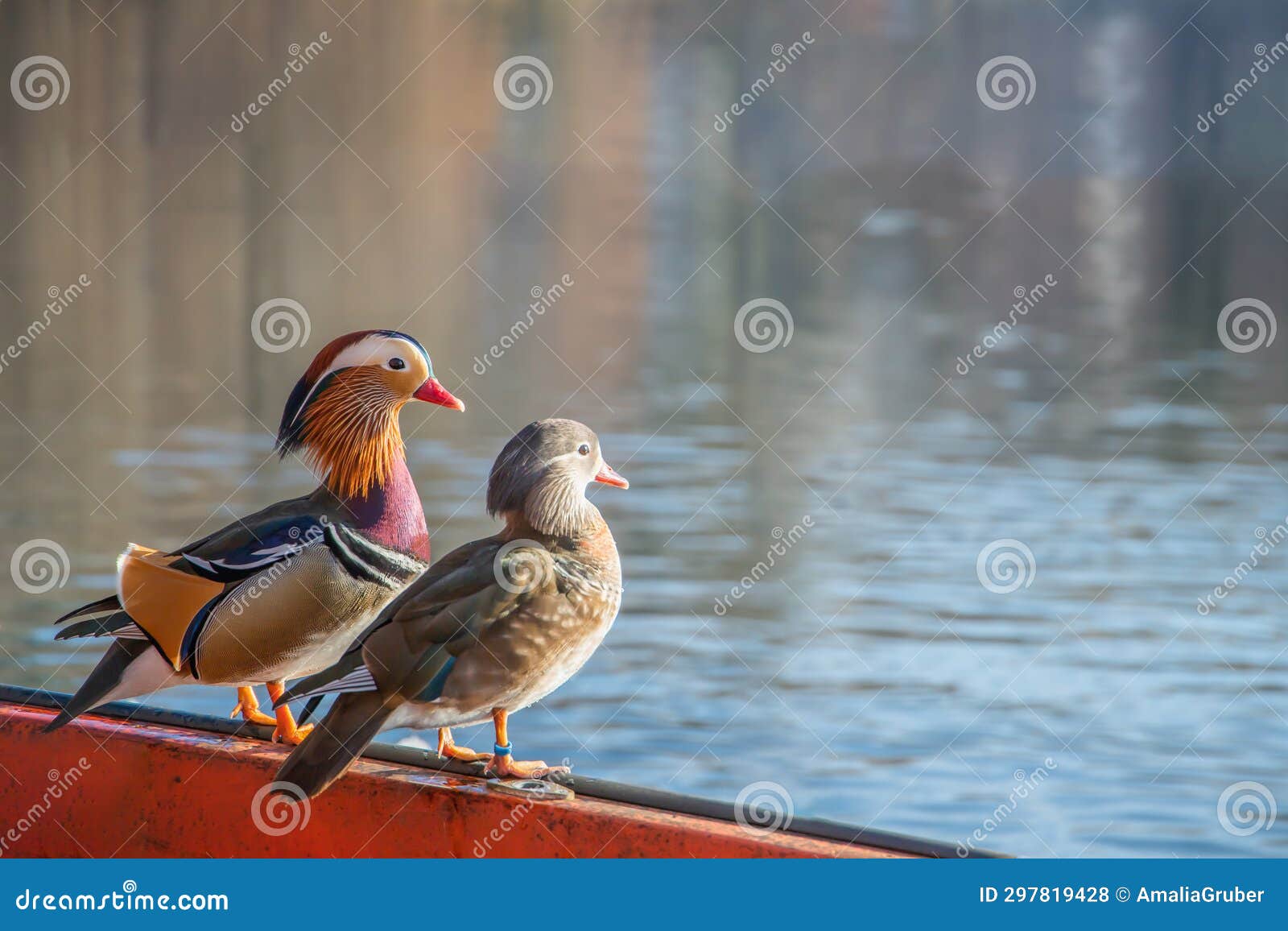 A Pair of Mandarin Ducks (Aix Galericulata) are Sitting on a Railing ...