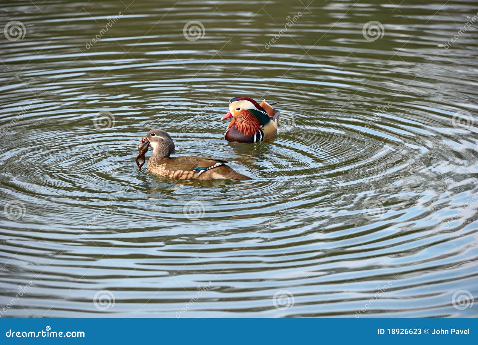 Pair of Mandarin Ducks. Female Has Caught a Frog Stock Image - Image of ...