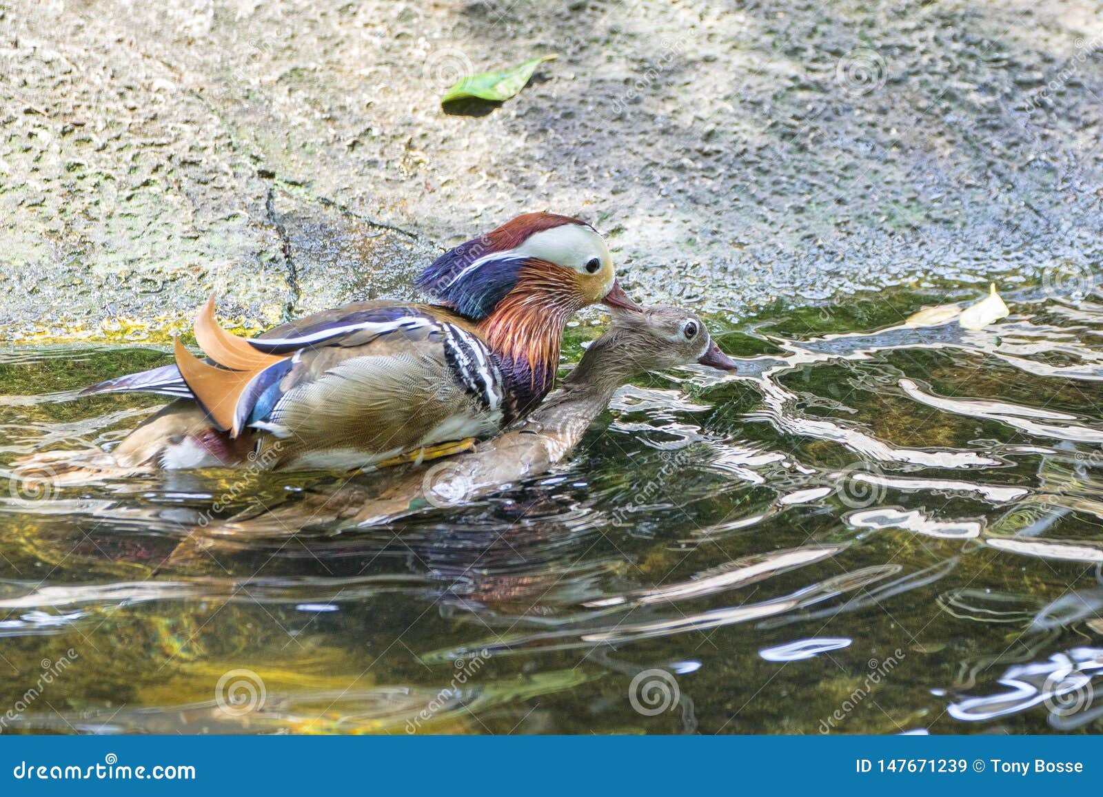 Mandarin Ducks Mating stock image. Image of feathered - 147671239