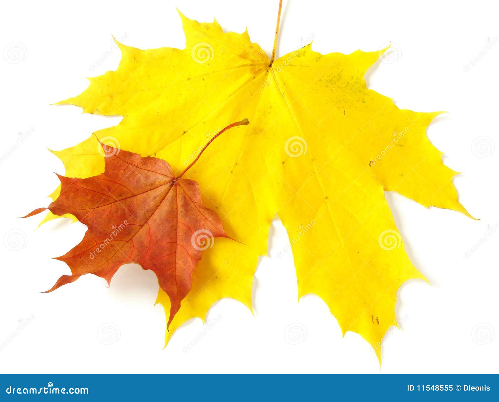 Pair of maple leaves stock image. Image of colorful, beauty - 11548555