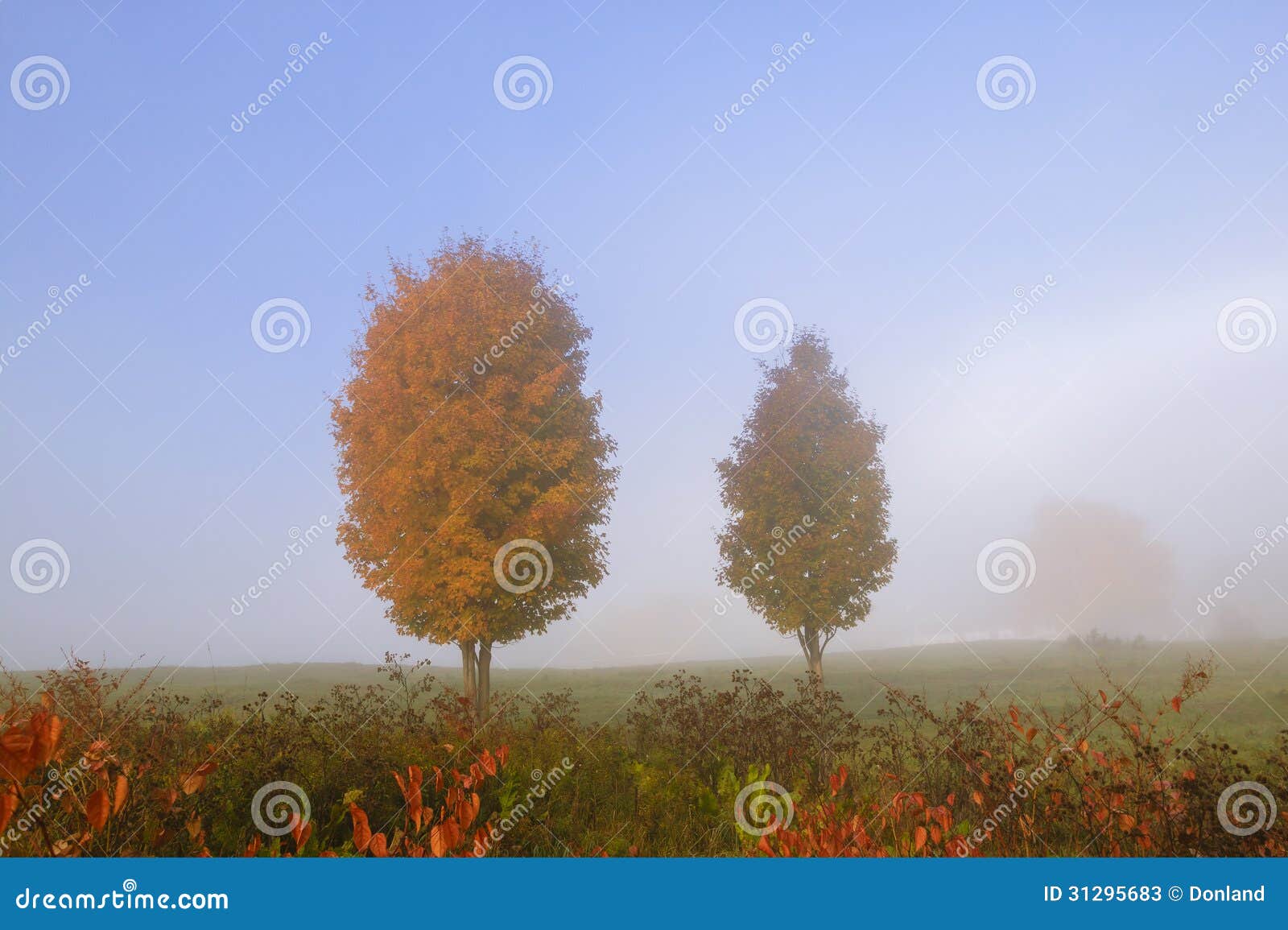 Pair of Maple Trees in the Autumn Mist. Stock Image - Image of states ...