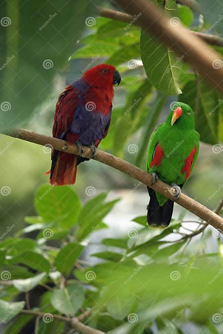 Pair of Mated Eclectus Parrots Editorial Image - Image of hidden ...