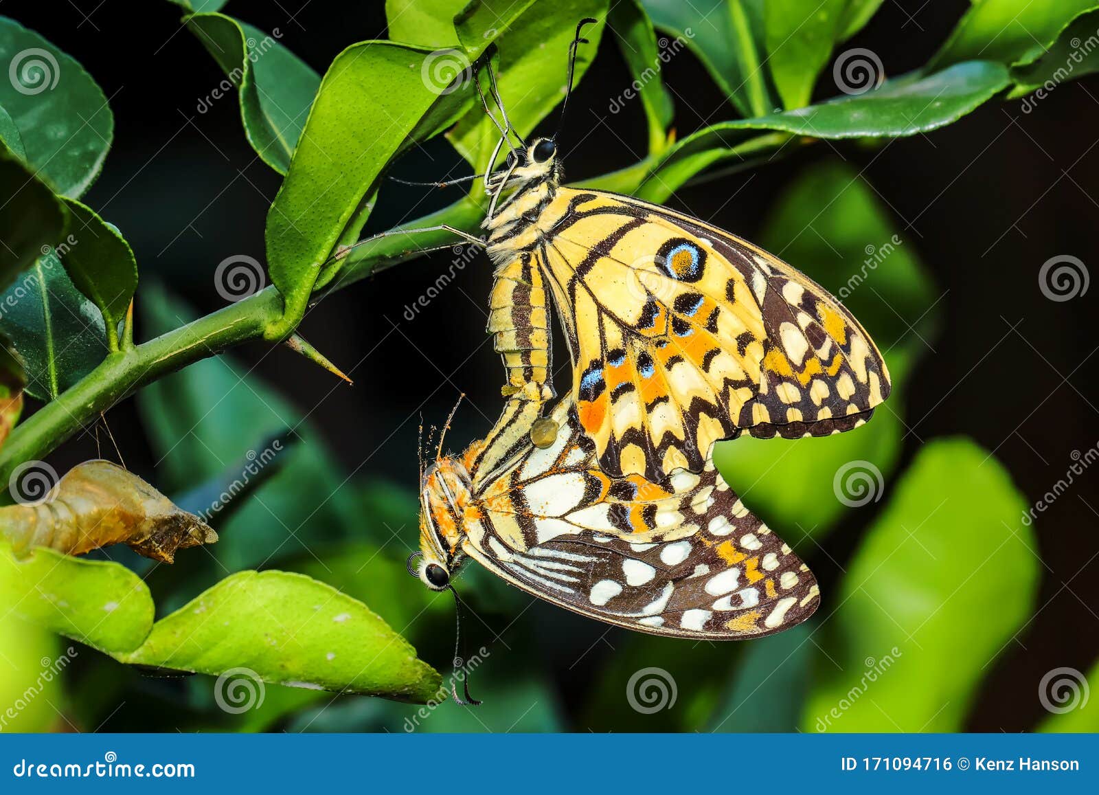 A Pair of Mating Butterflies. Winged Insects with Patterns and Colors ...