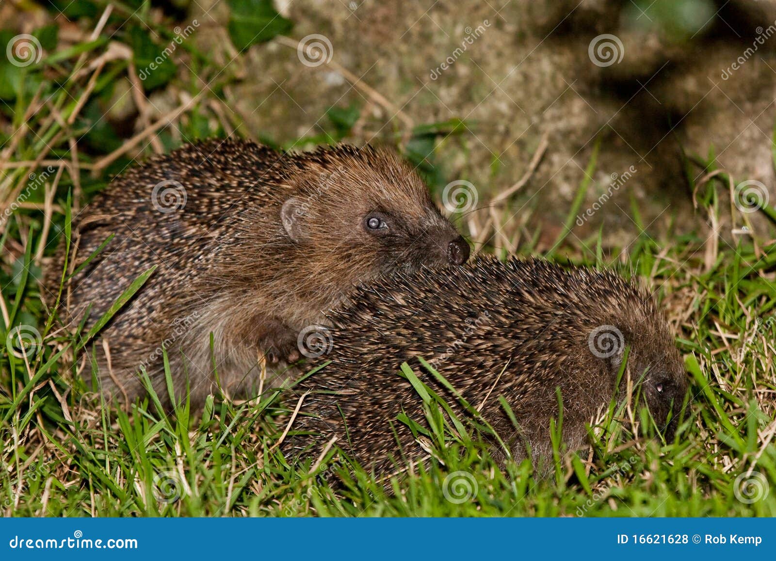 Pair of Mating European Hedgehogs Stock Photo - Image of brown, spikes ...