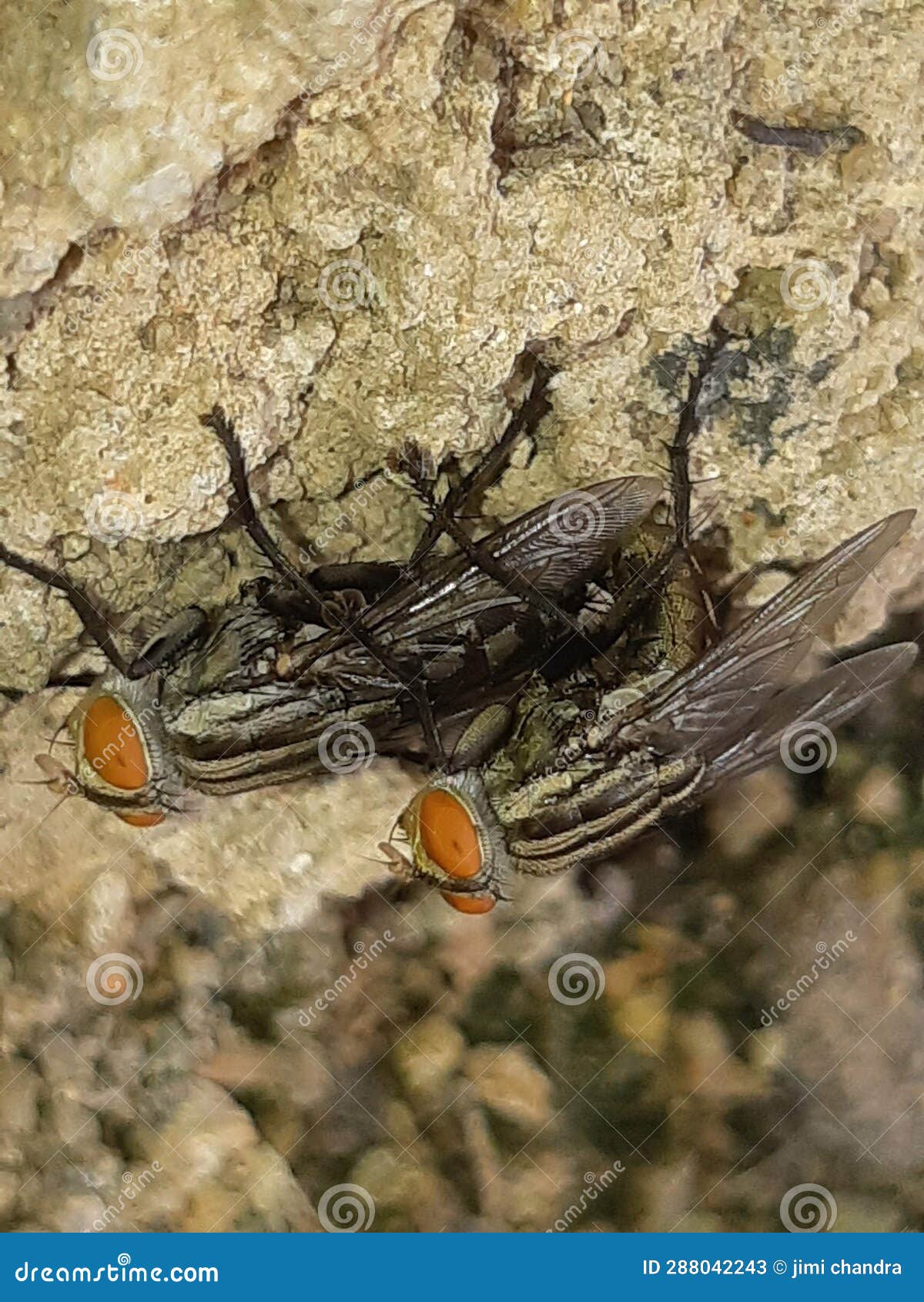 Pair of mating flies stock image. Image of honeybee - 288042243