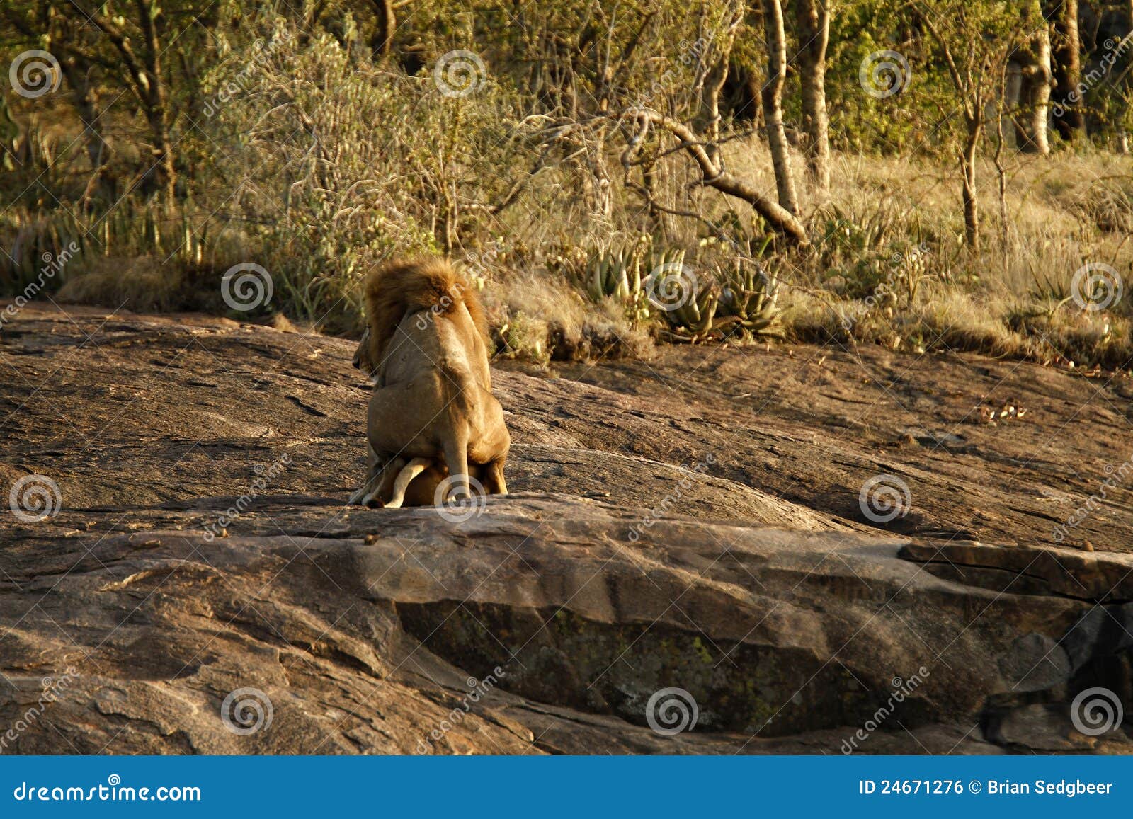 A pair of mating lions. stock photo. Image of conservation - 24671276