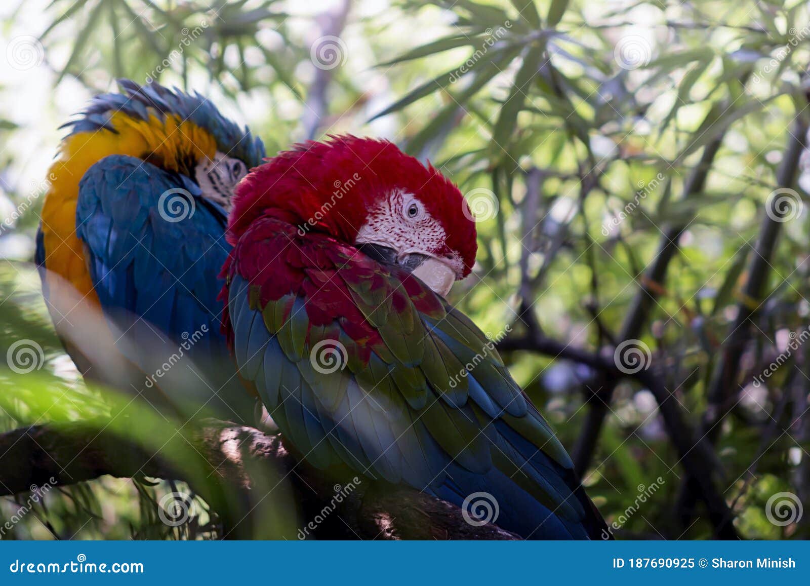 Parrots Mated stock image. Image of forest, gardens - 187690925