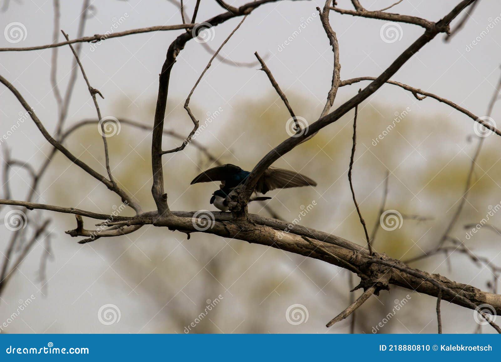 A Pair of Mating Tree Swallows Perched on a Nesting Box Singing To Each ...