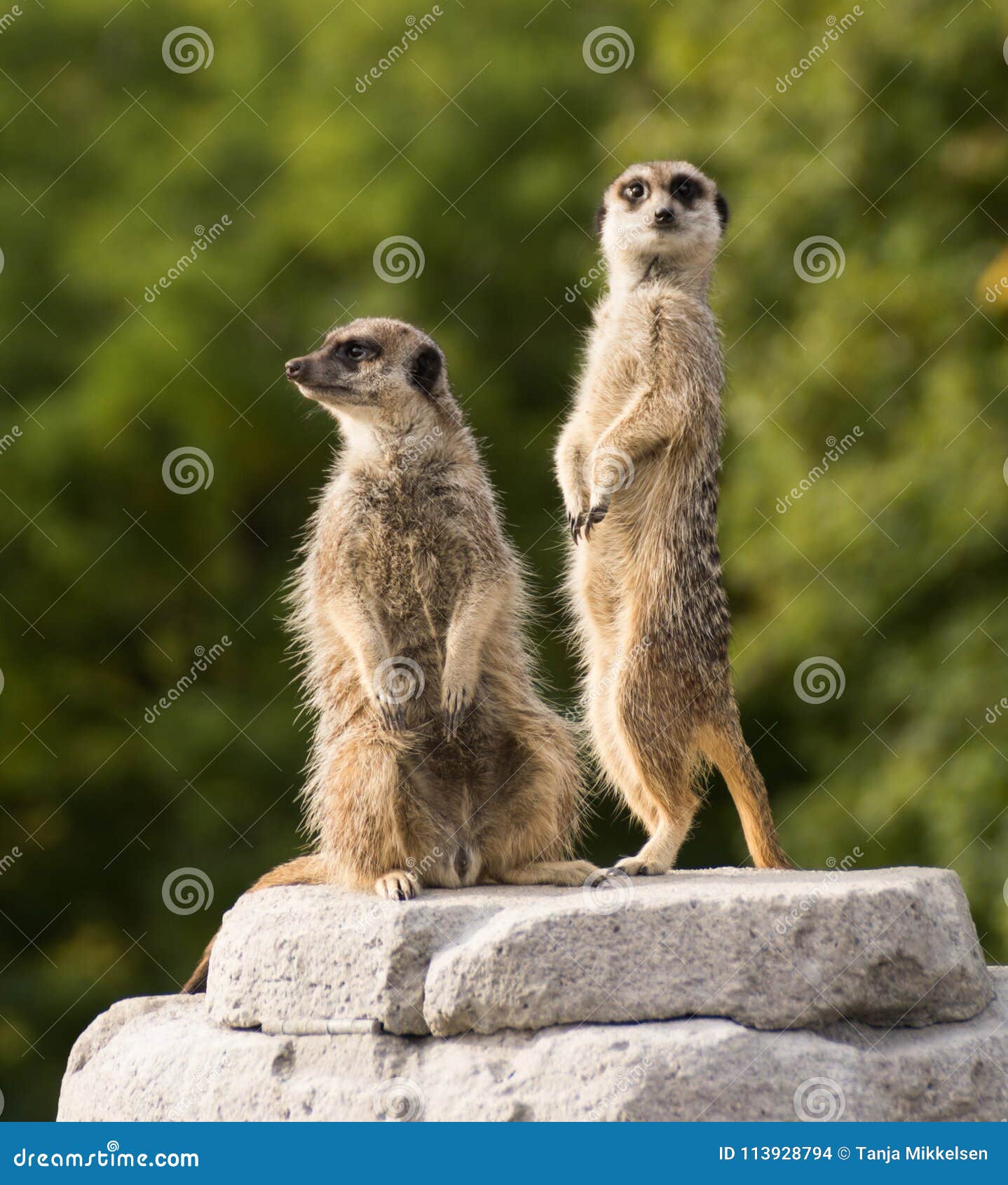 Pair of Meerkats on Lookout Stock Photo - Image of eyes, lone: 113928794