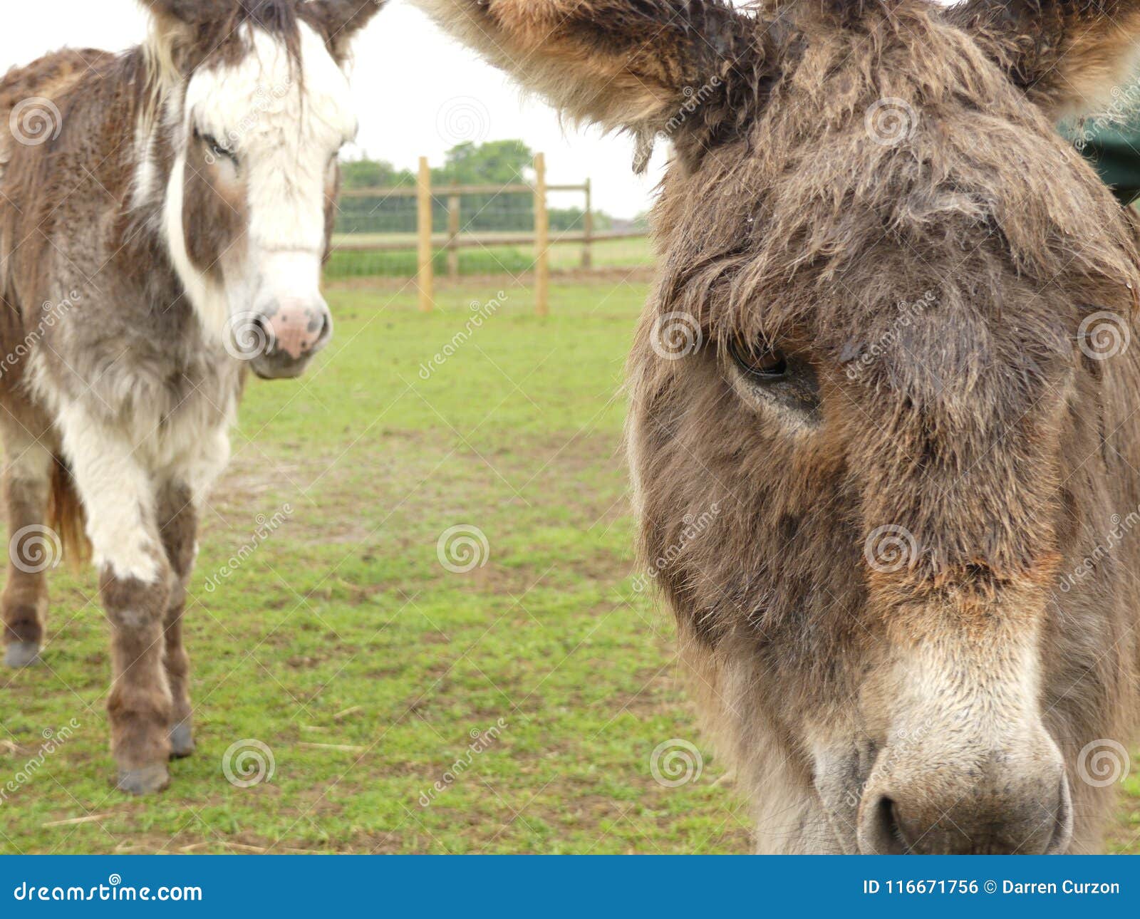 Miniature Donkeys In Enclosure With Poop And Brown Grass Royalty-Free ...