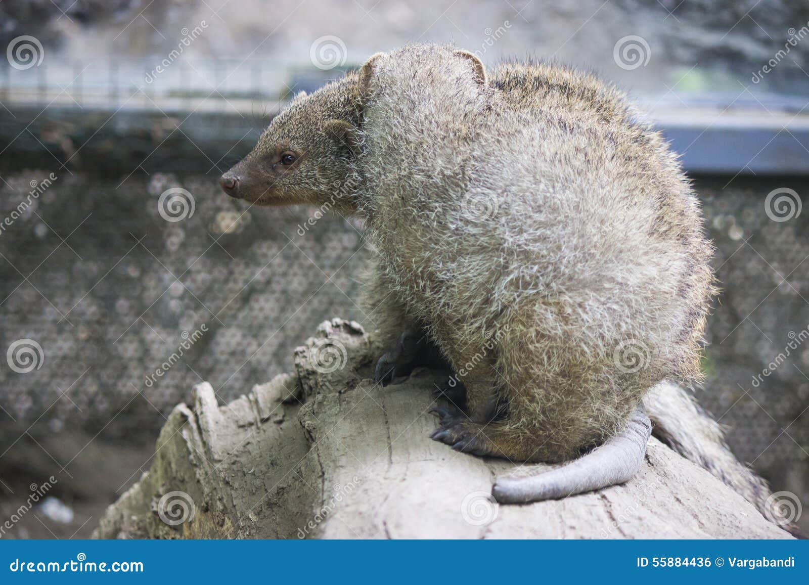 Pair of mongoose stock photo. Image of portrait, small - 55884436
