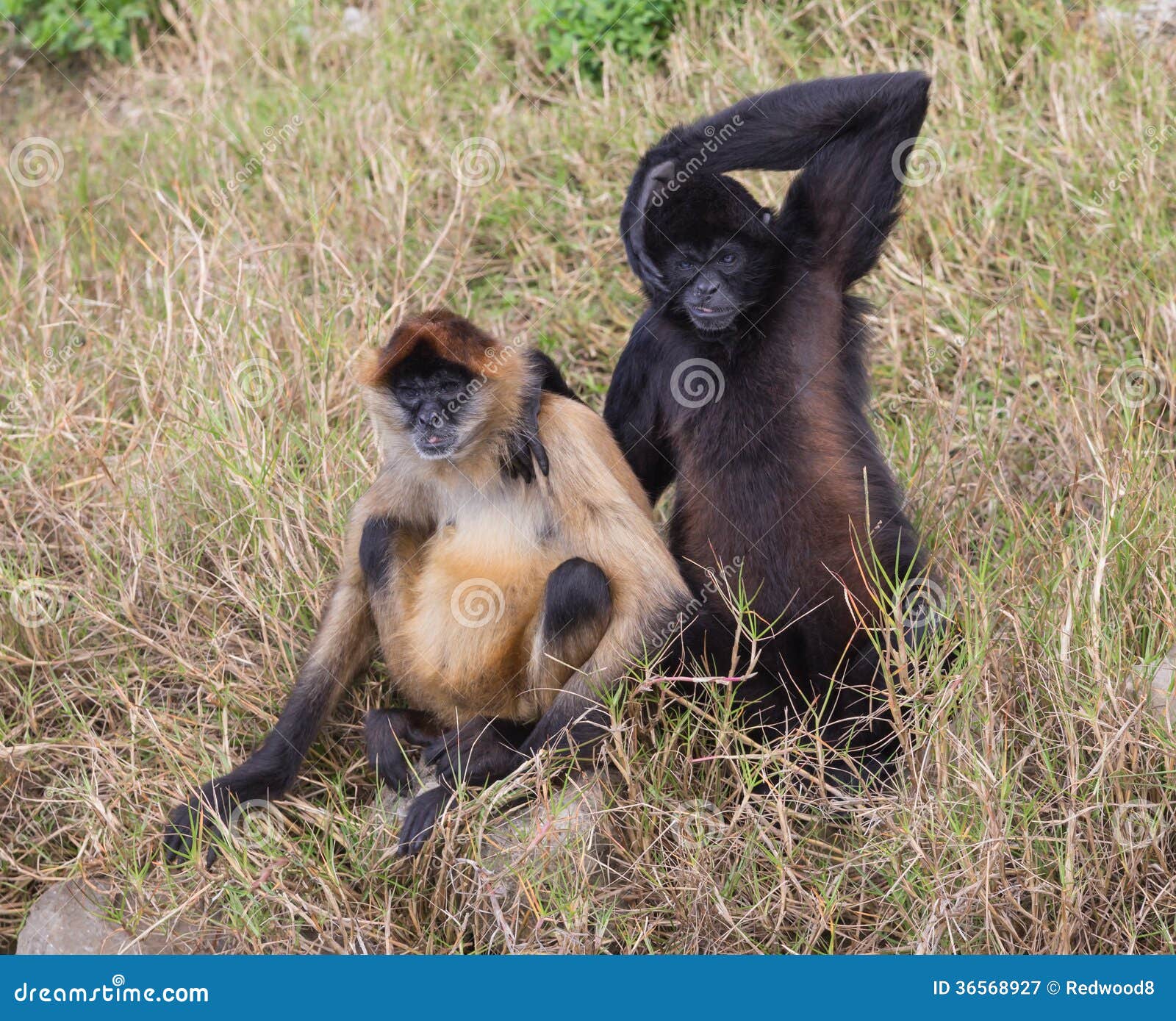 Pair of Monkey s stock image. Image of primate, gibbon - 36568927